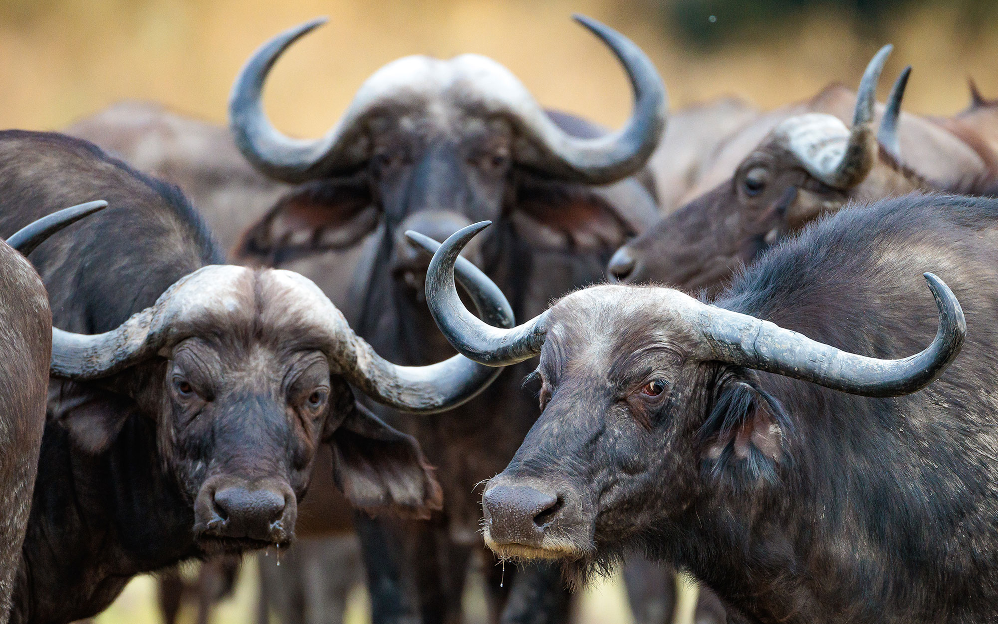 Two Valley Special – Edward Selfe Photo Safaris